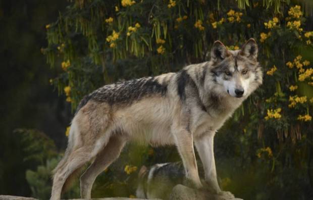 México y EU trabajan por la recuperación del lobo mexicano - Máspormás
