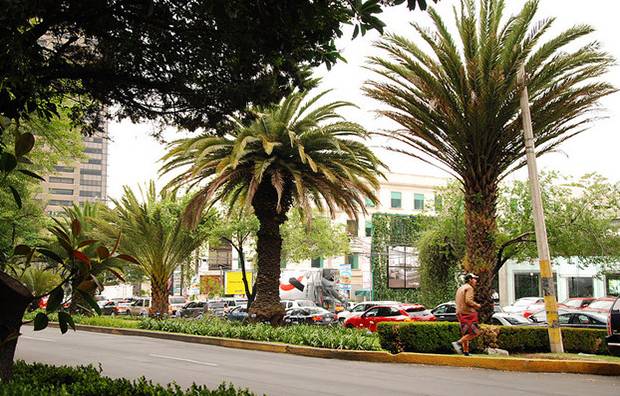 Ahora sí, reemplazarán las palmeras de Paseo de las Palmas - Máspormás